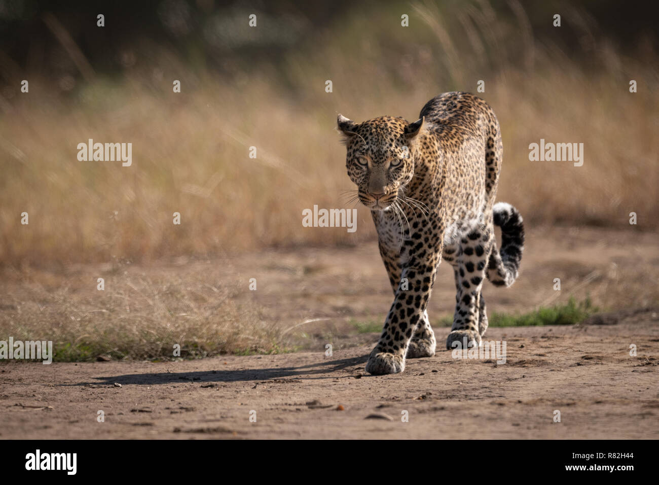 Leopard on safari track hi-res stock photography and images - Alamy