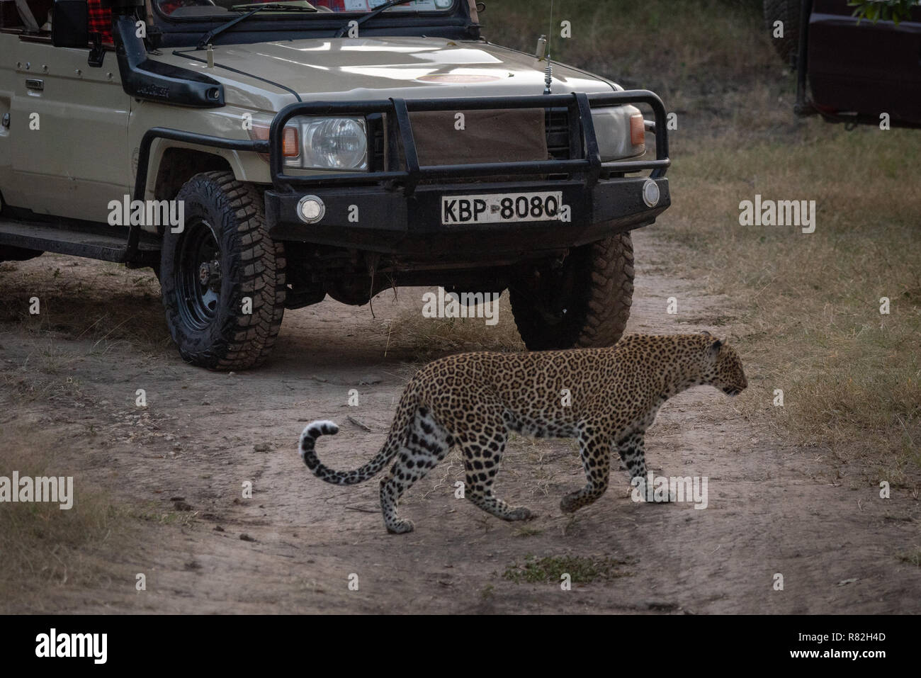 Leopard on safari track hi-res stock photography and images - Alamy