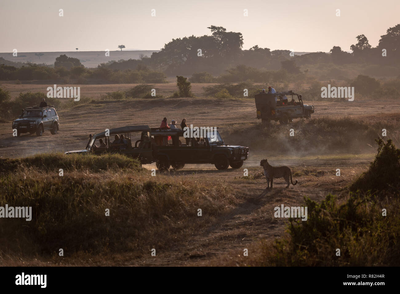 Safari trucks hi-res stock photography and images - Alamy