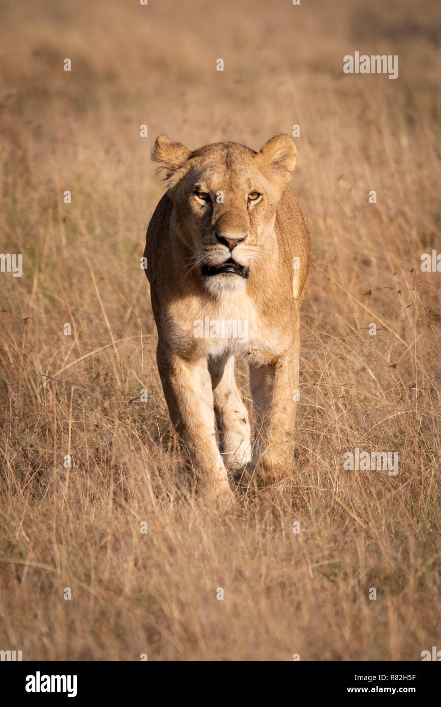 Lion walking towards camera hi-res stock photography and images - Alamy