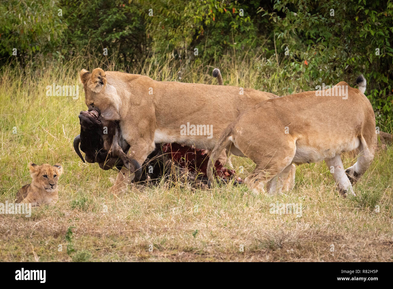 Gnu Cub High Resolution Stock Photography and Images - Alamy