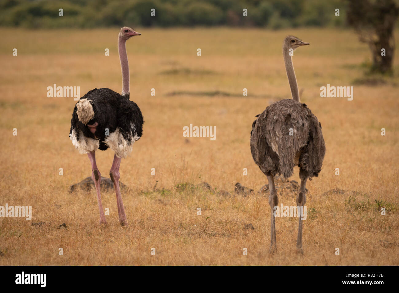 Male and female ostrich turning heads back Stock Photo - Alamy