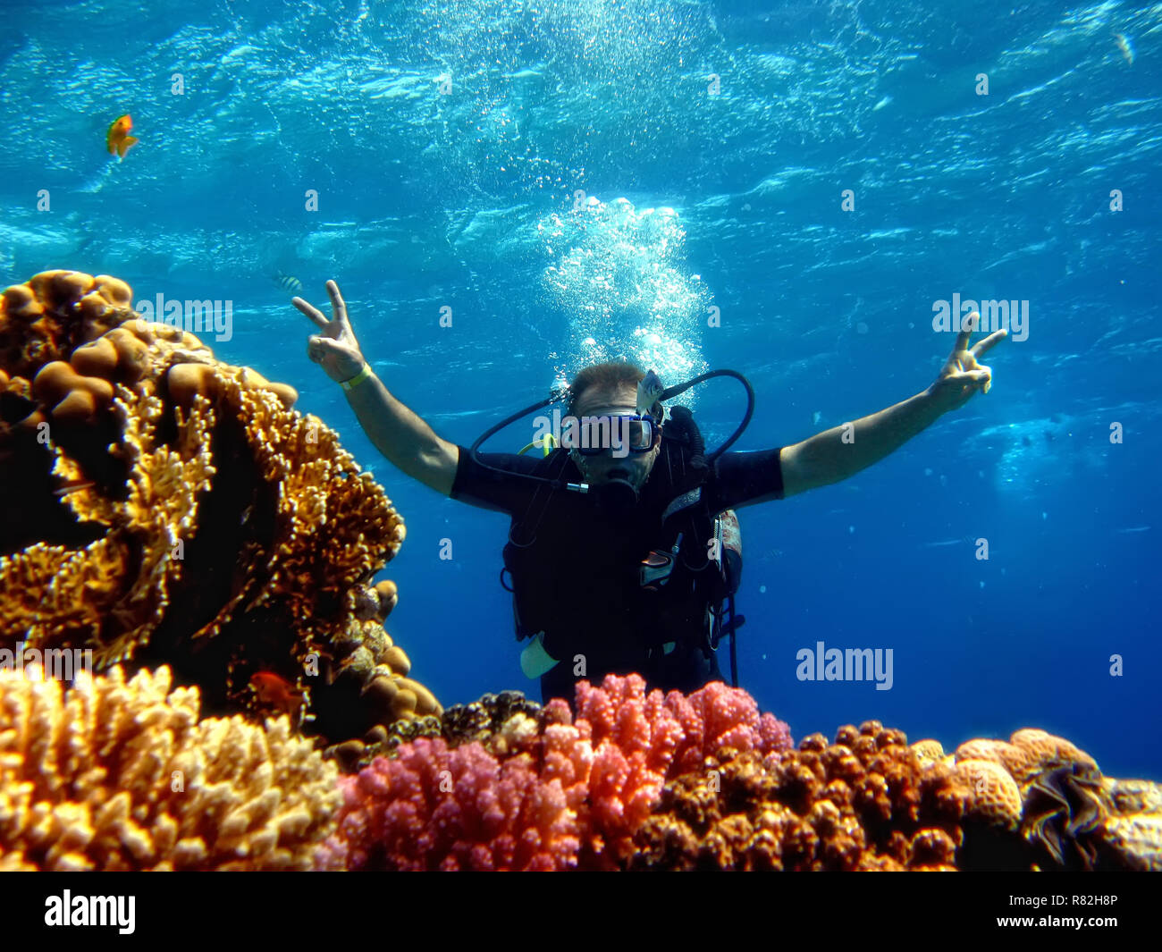 diver in the sea Stock Photo - Alamy