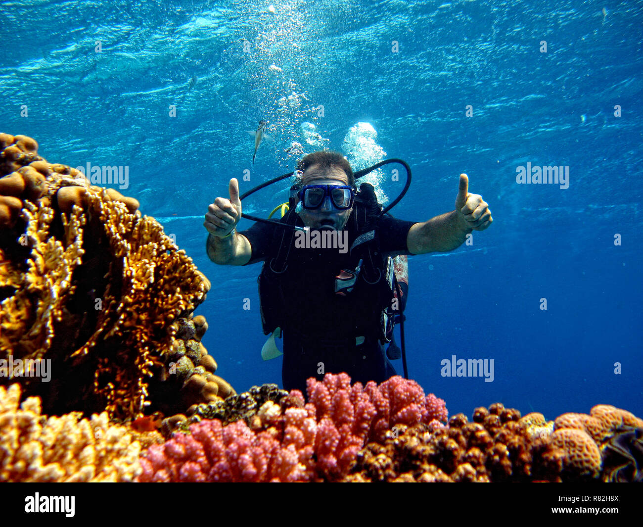 Ocean animal diver hi-res stock photography and images - Alamy