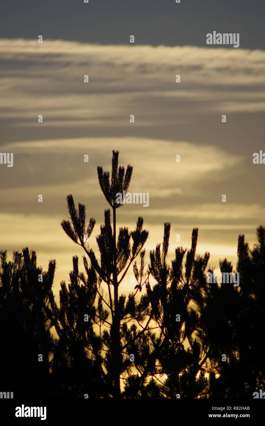 Silhouetted Norway Spruce (Picea abies) at Sunset on Broad Hill ...