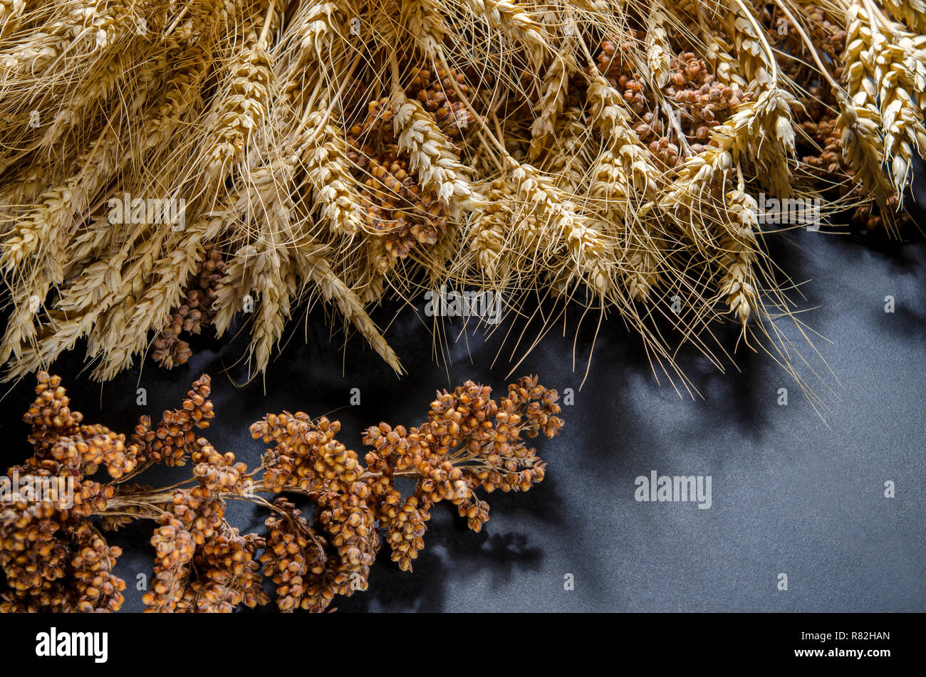 Wheat, rye, millet pshenici assembled in bouquet on a black background ...