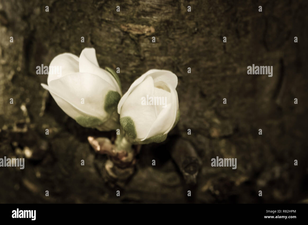 two white buds on wooden tree background sepia effect Stock Photo - Alamy