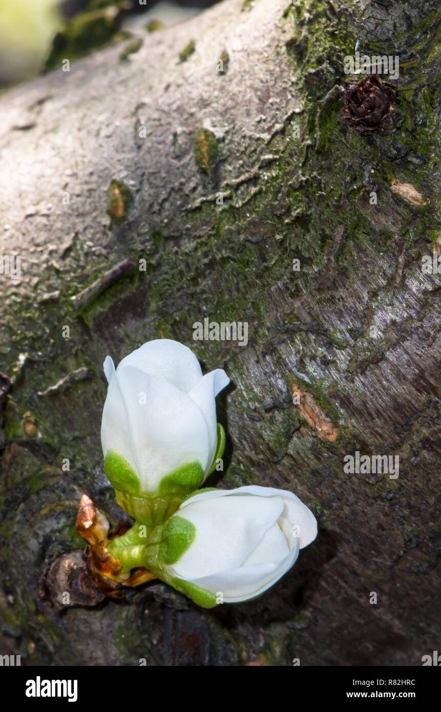 two white buds on wooden tree background Stock Photo - Alamy