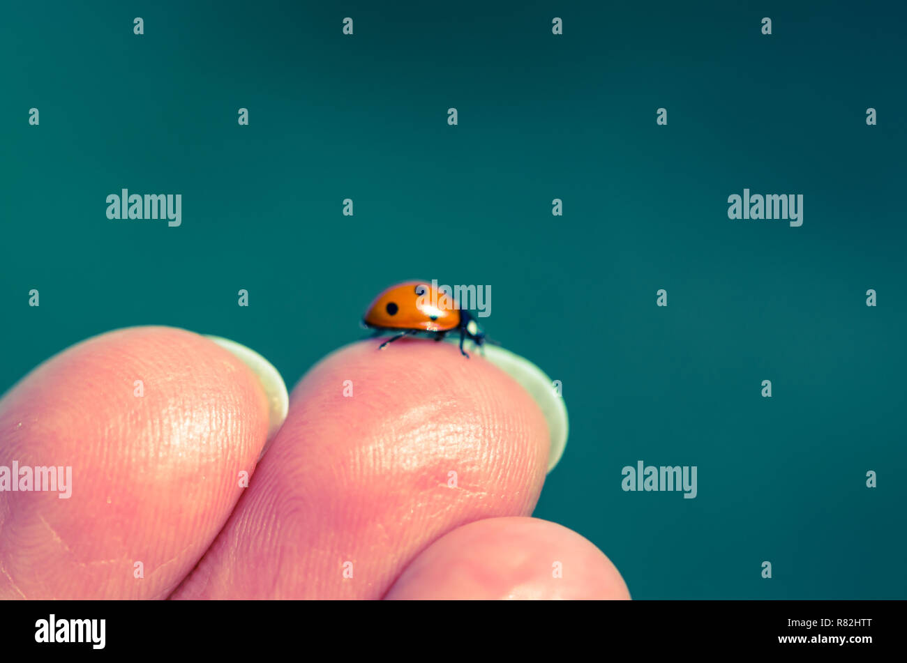 red ladybird on human fingers Stock Photo - Alamy