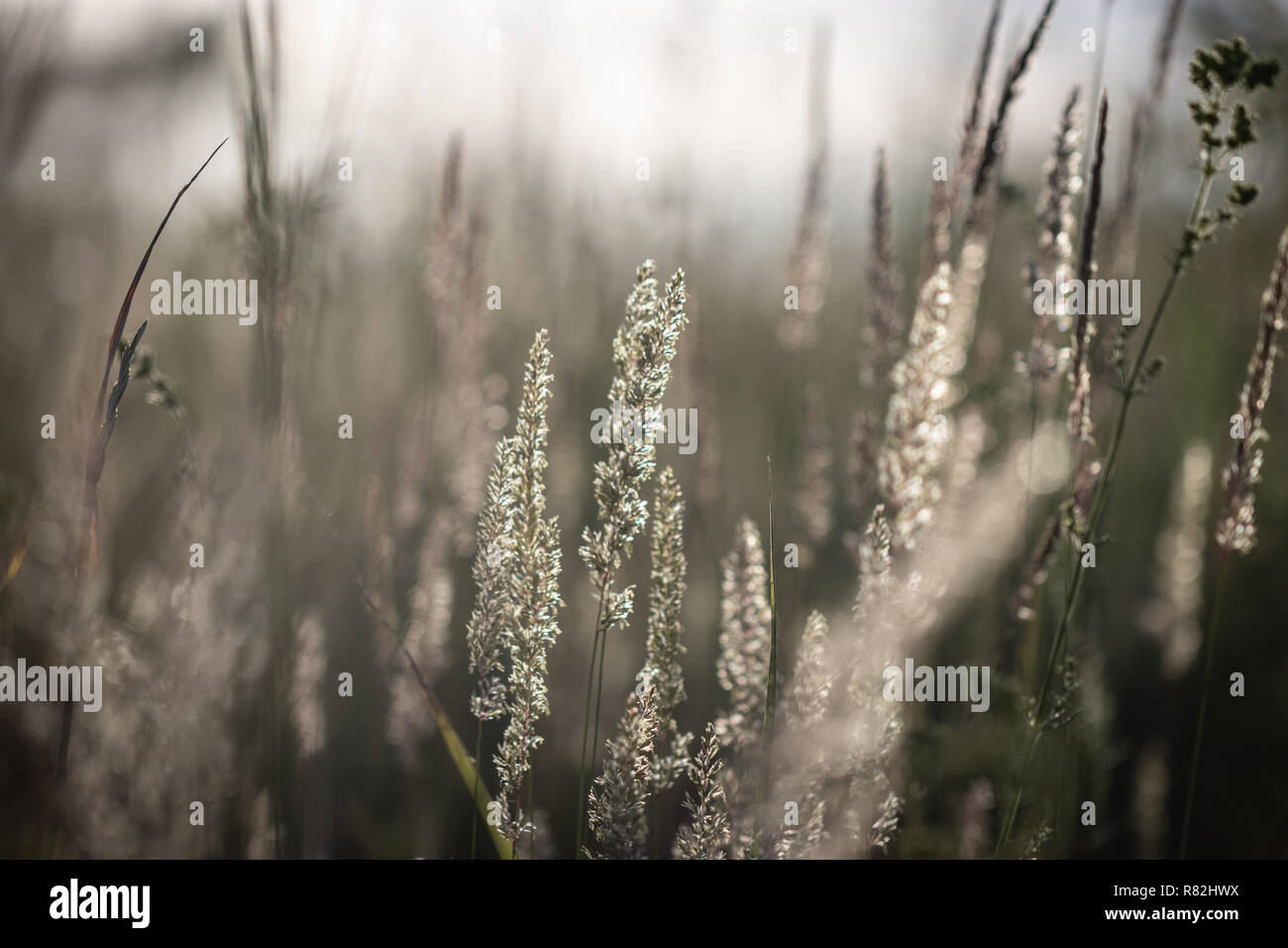 Feather grass in the field at summer sunset. Serene at golden hour in ...
