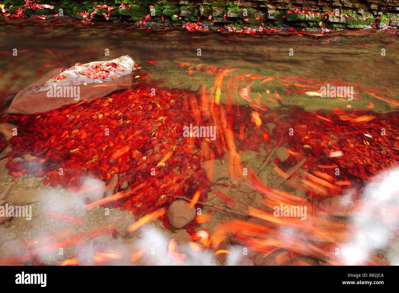 Beech leaves on the water of the forest stream Stock Photo - Alamy