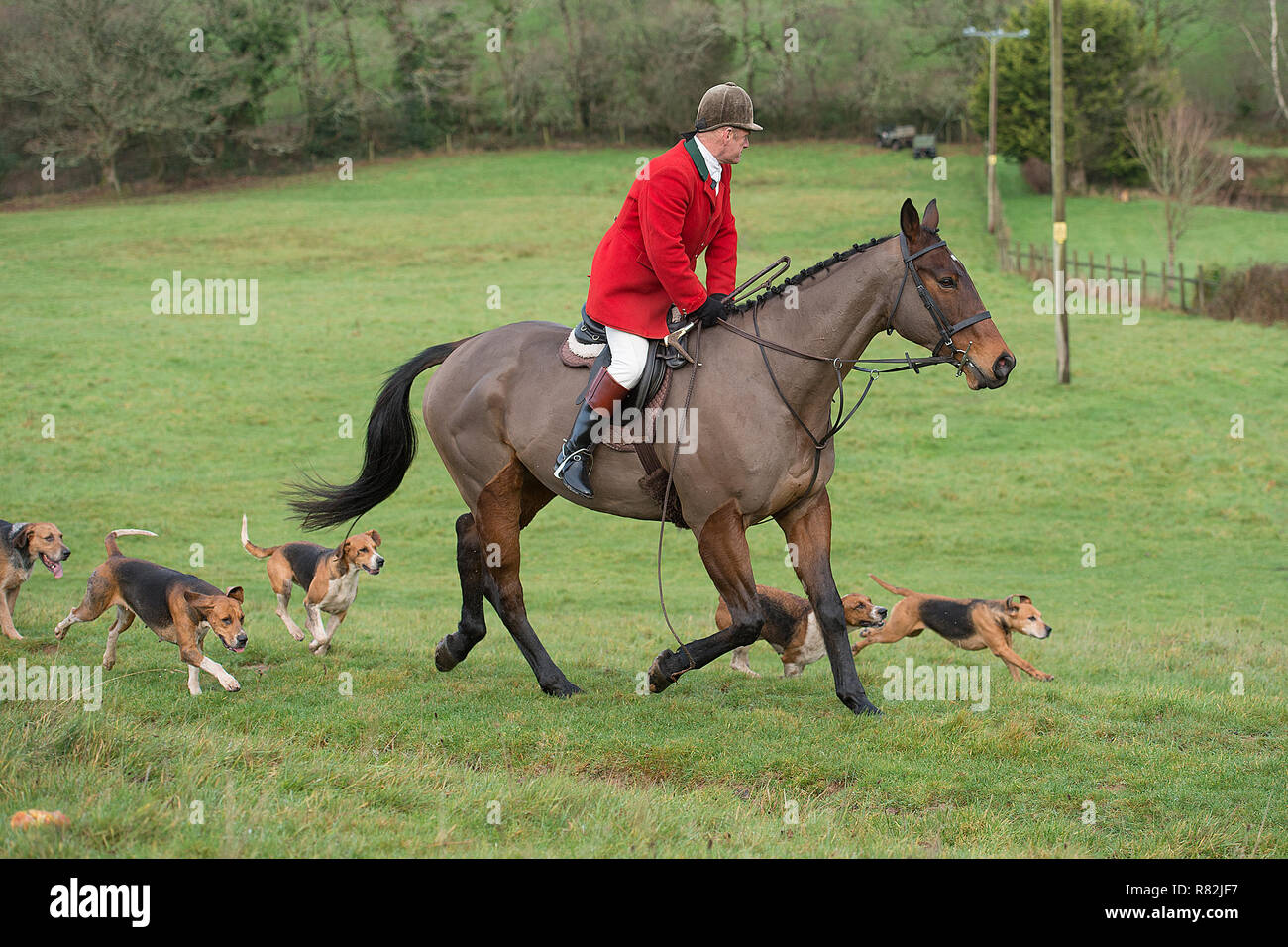 Man riding horse at fox hunt hi-res stock photography and images - Alamy