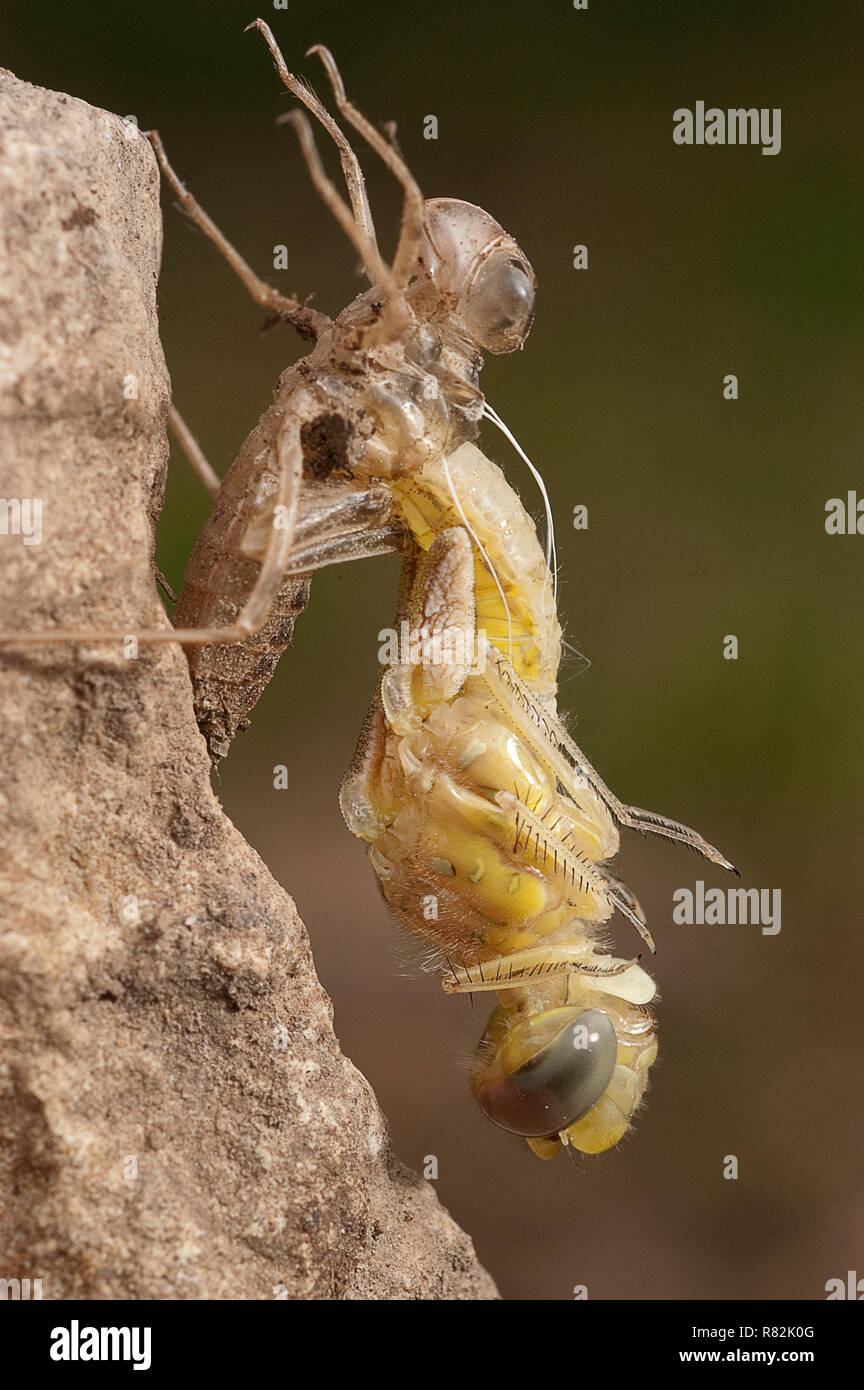 Odonata anisoptera larvae hi-res stock photography and images - Alamy