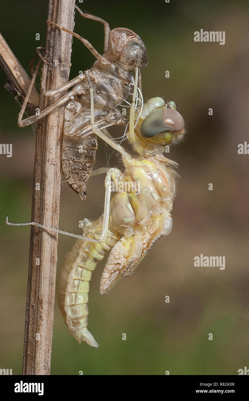 Dragonfly gomphus flavipes hi-res stock photography and images - Alamy