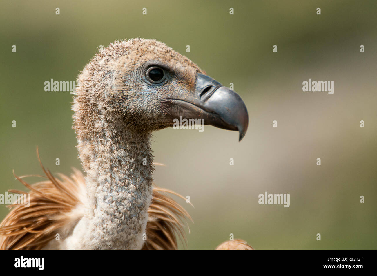 Vultures Beak High Resolution Stock Photography and Images - Alamy