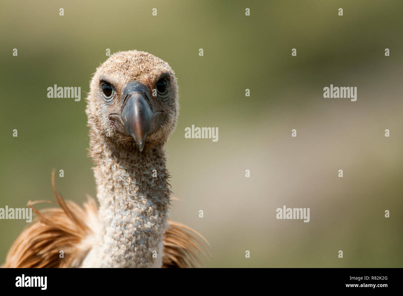 Vultures Beak High Resolution Stock Photography and Images - Alamy