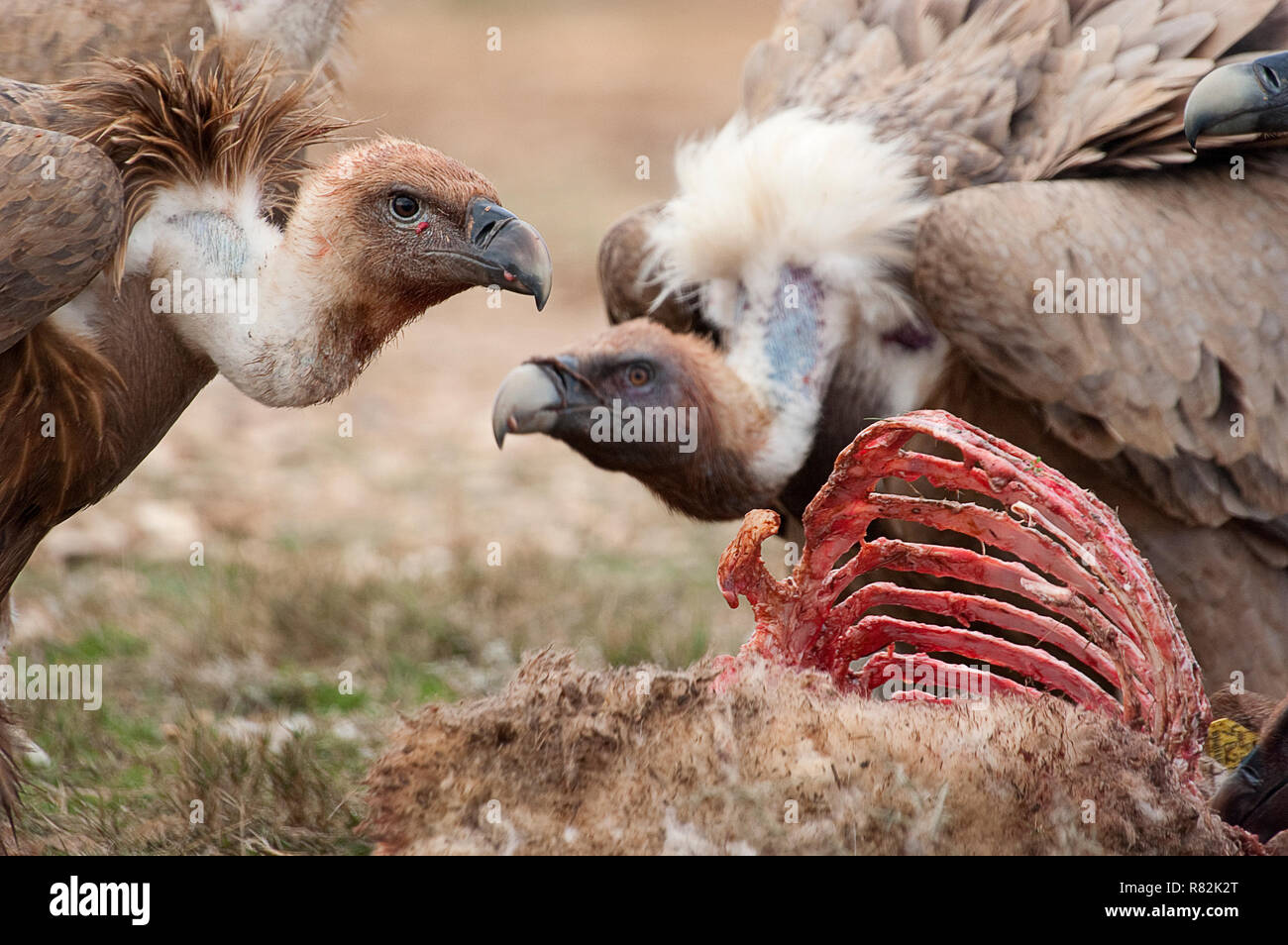 White vultures eating meat hi-res stock photography and images - Alamy