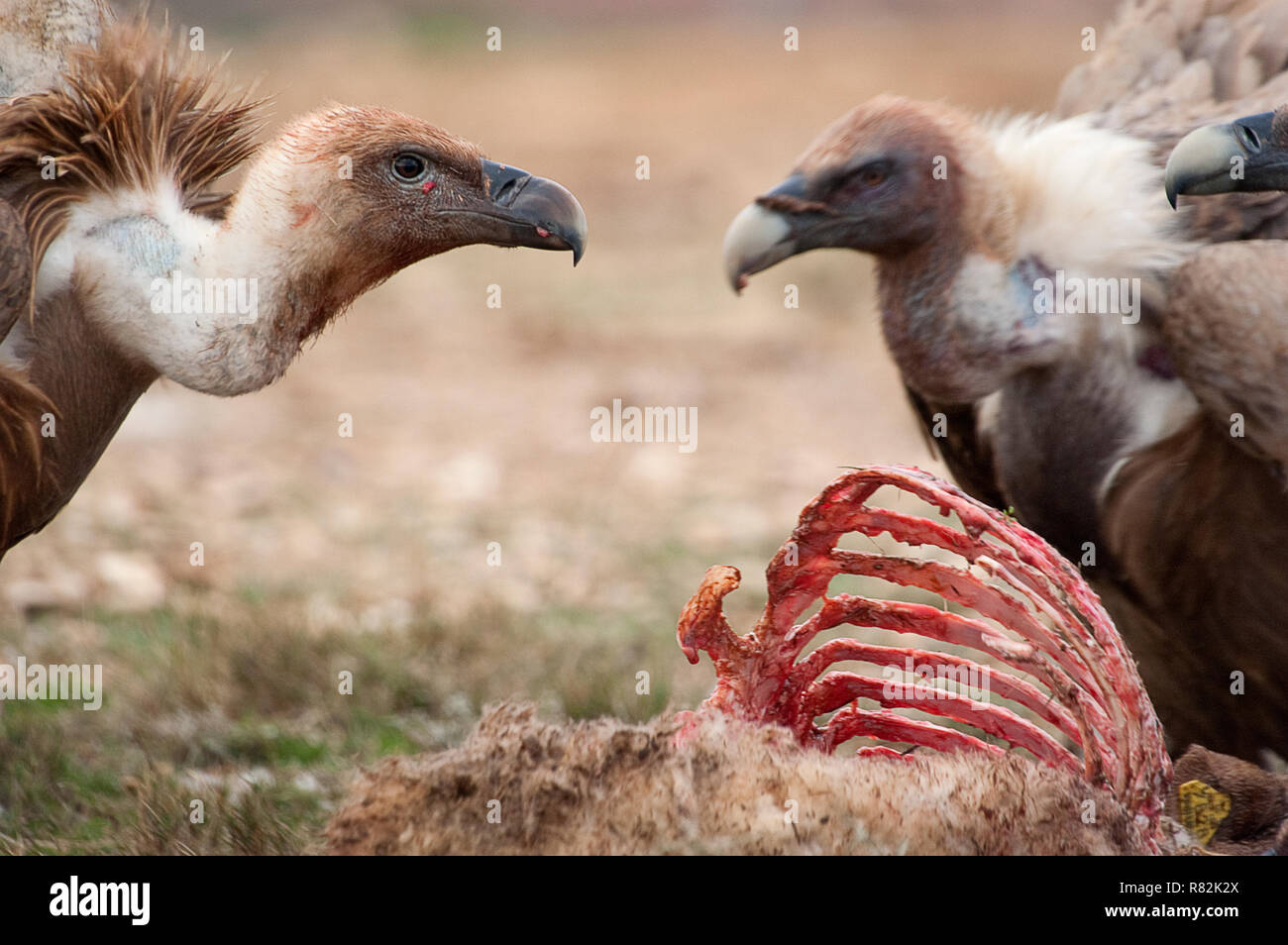 White vultures eating meat hi-res stock photography and images - Alamy