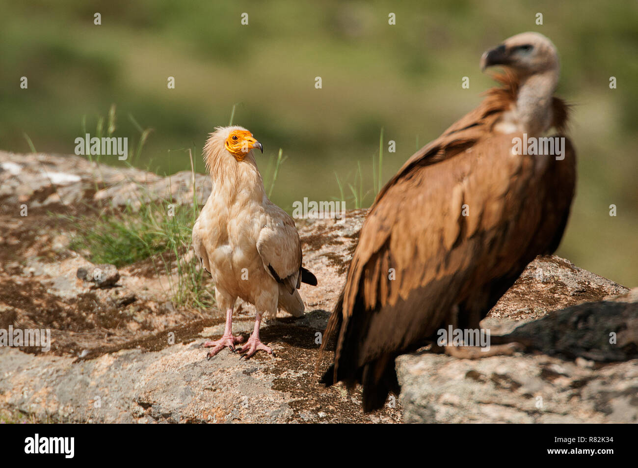 Carrion birds hi-res stock photography and images - Alamy