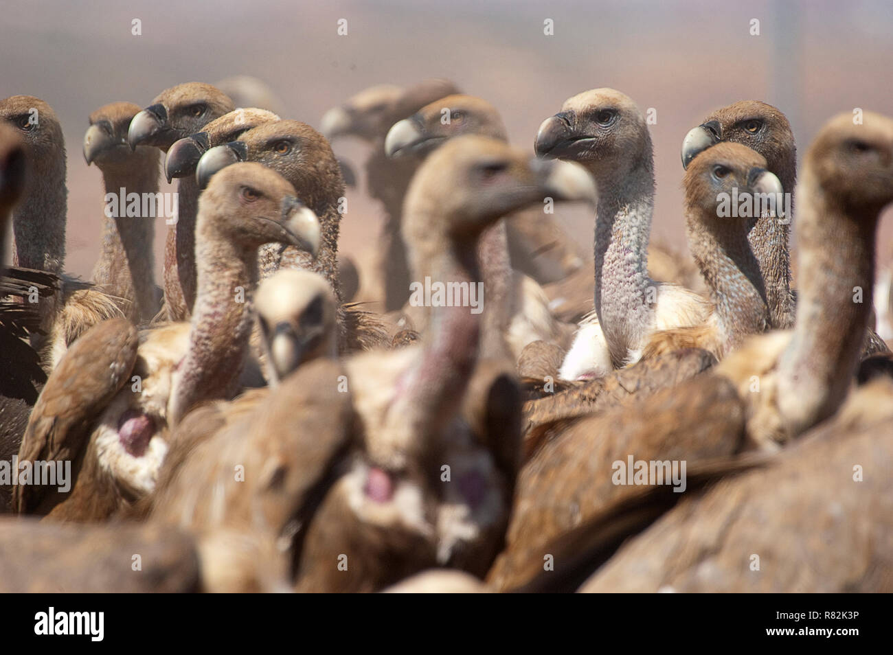 White vultures eating meat hi-res stock photography and images - Alamy