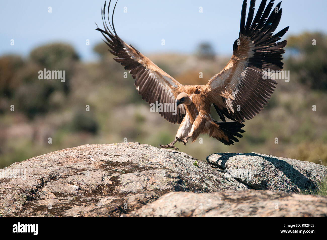 African scavenger birds hi-res stock photography and images - Alamy