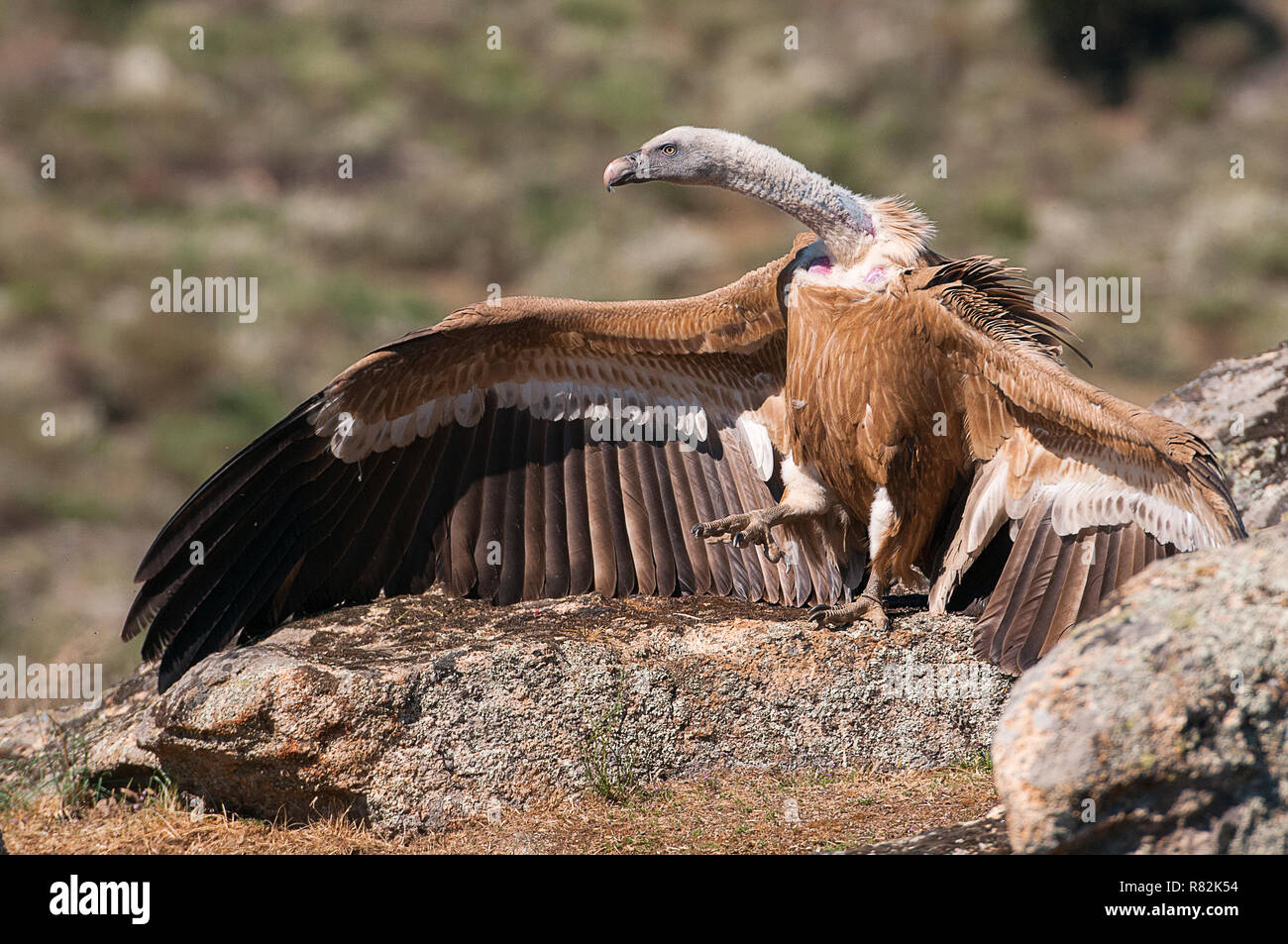 African scavenger birds hi-res stock photography and images - Alamy