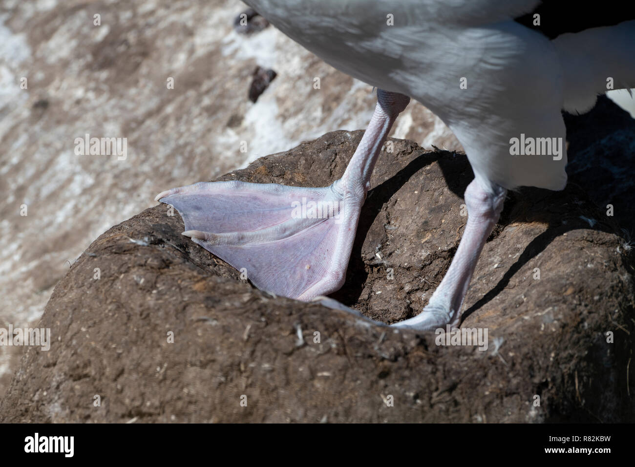 Webbing of feet hi-res stock photography and images - Alamy