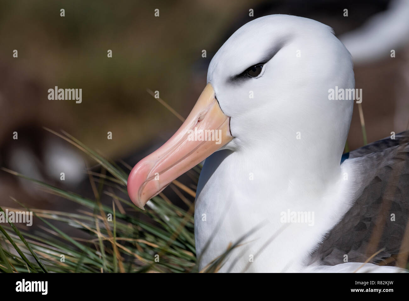 Close up face albatross hi-res stock photography and images - Alamy