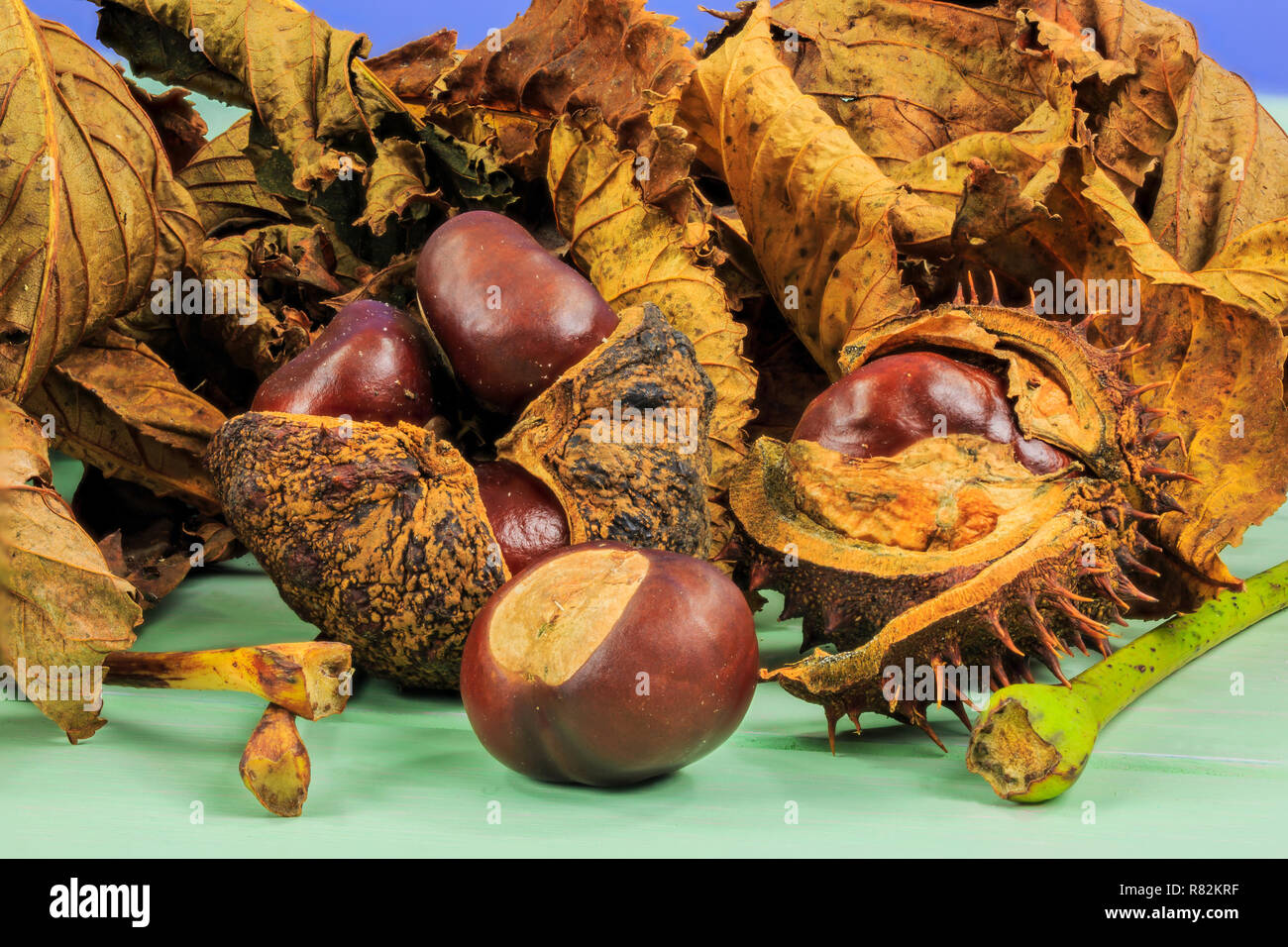 Shiny nut brown seeds hi-res stock photography and images - Alamy