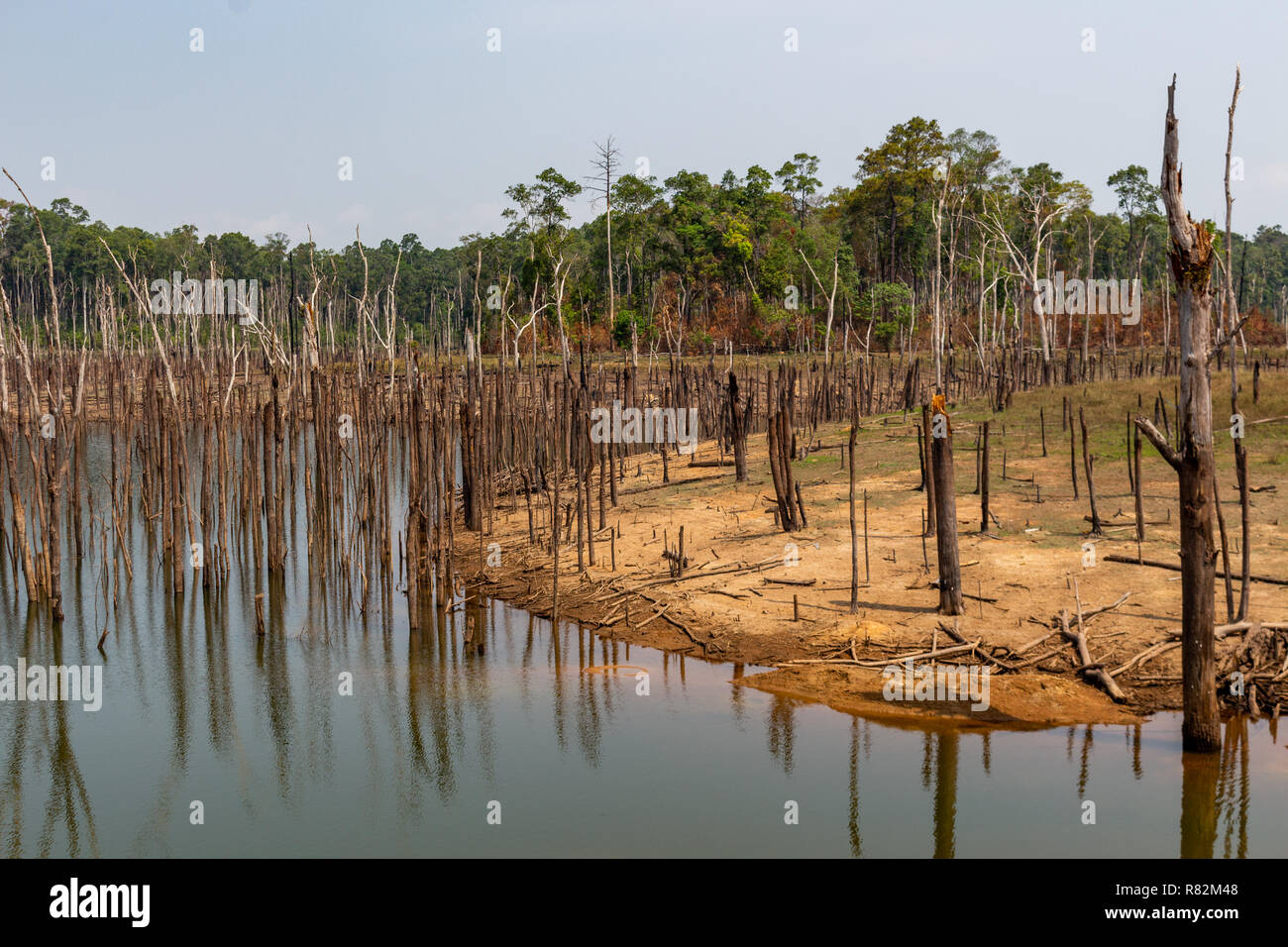 Thakhek, Laos - April 20, 2018: Dead trees surrounded by forest near ...