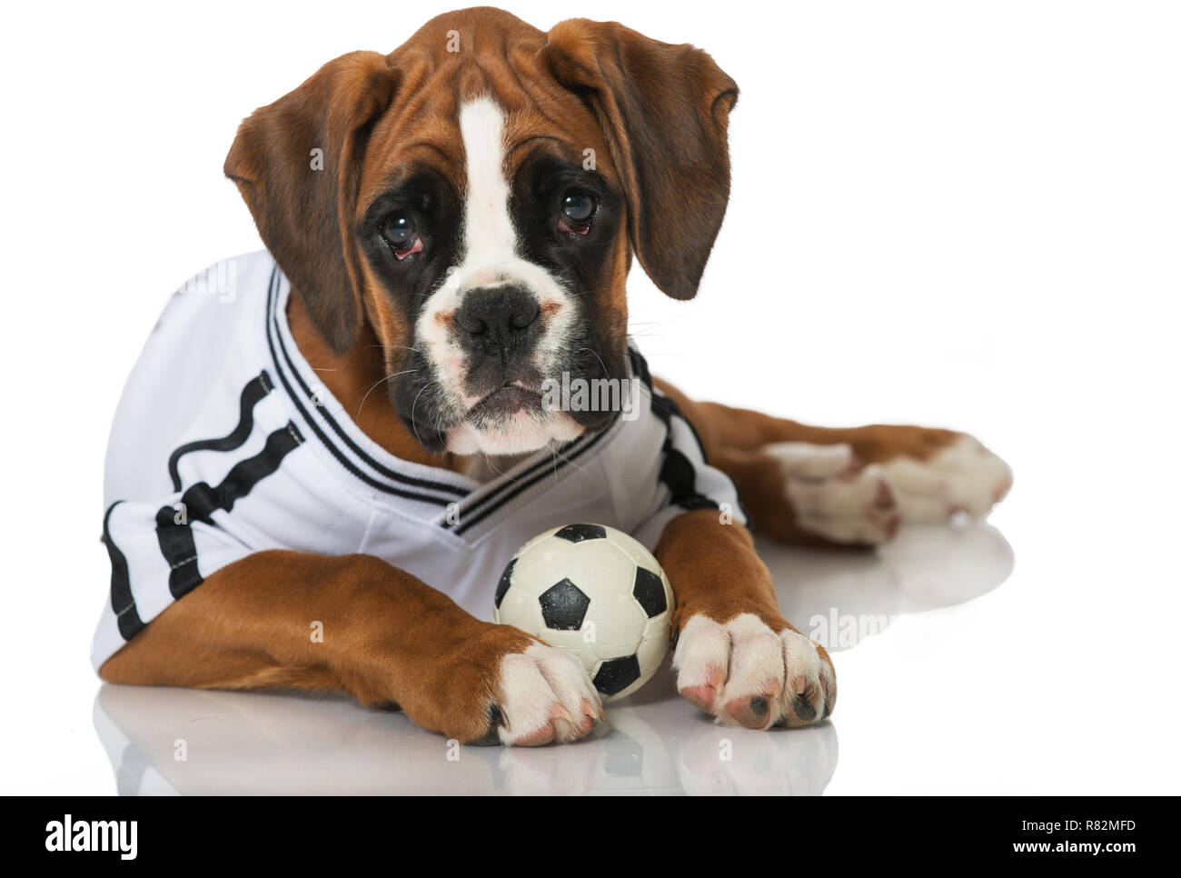 Puppy in football jersey isolated on white Stock Photo - Alamy