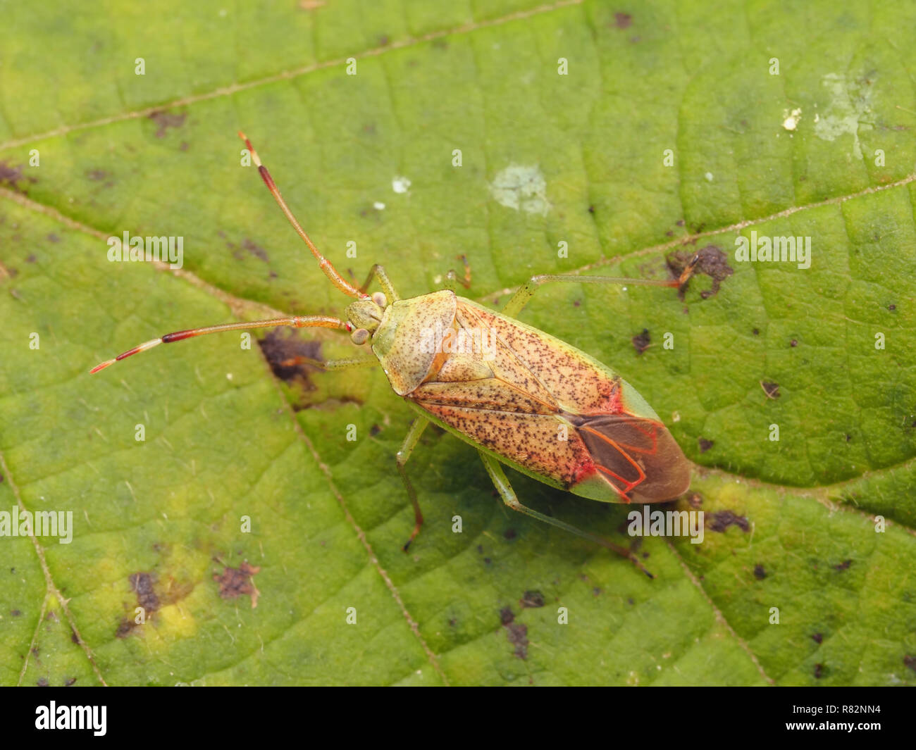 Dorsal view of Mirid Bug (Pantilius tunicatus) green colour form ...
