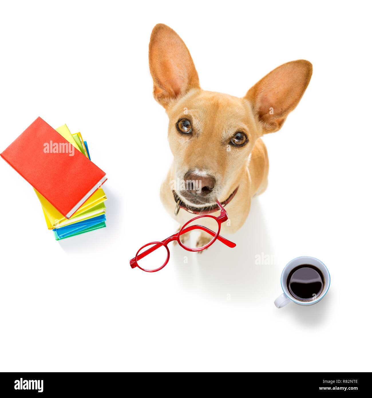 Funny animal call center operator hi-res stock photography and images ...