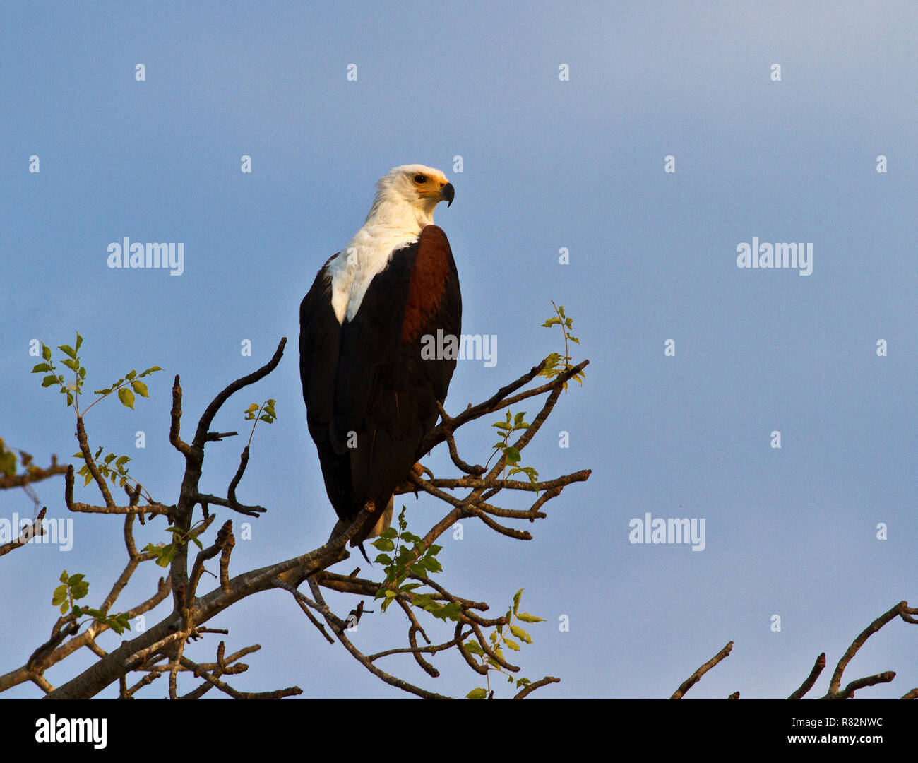 A Fish Egle perches in a Marula tree over-looking the Rufiji River in ...