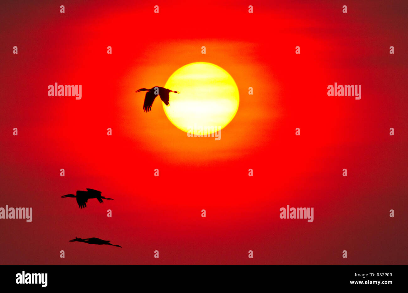 Openbill Stork fly back to their regular roosting trees before dark ...