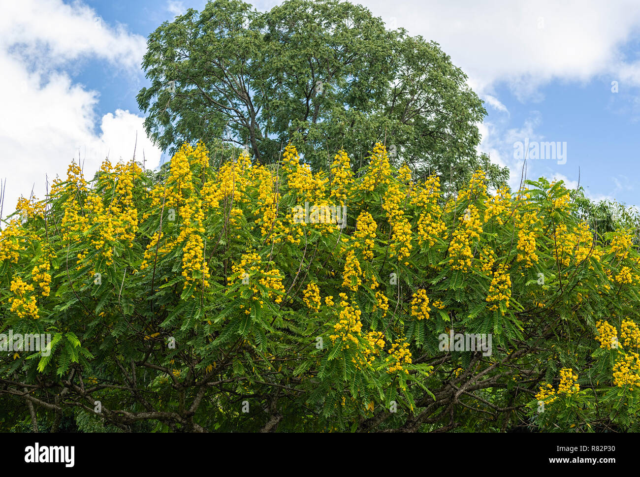 Yellow Poui Tree in bloom Trinidad (Tabebuia tree Stock Photo - Alamy