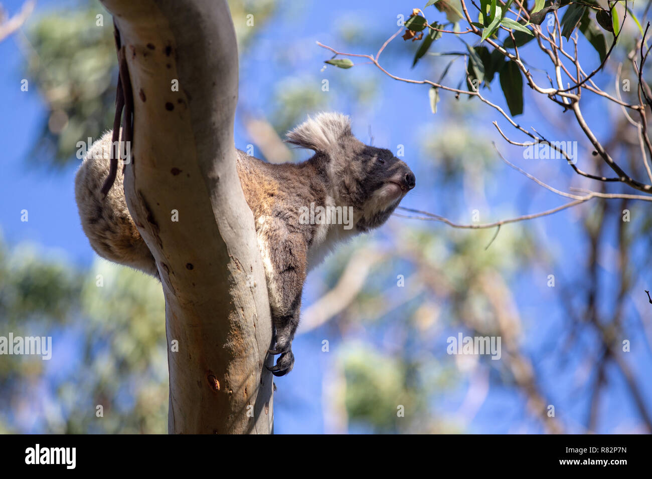 Grey Australian Koala Stock Photo - Alamy