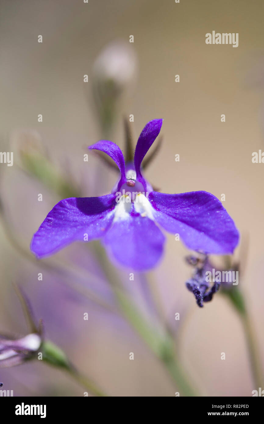 Vacqueyras france hi-res stock photography and images - Alamy