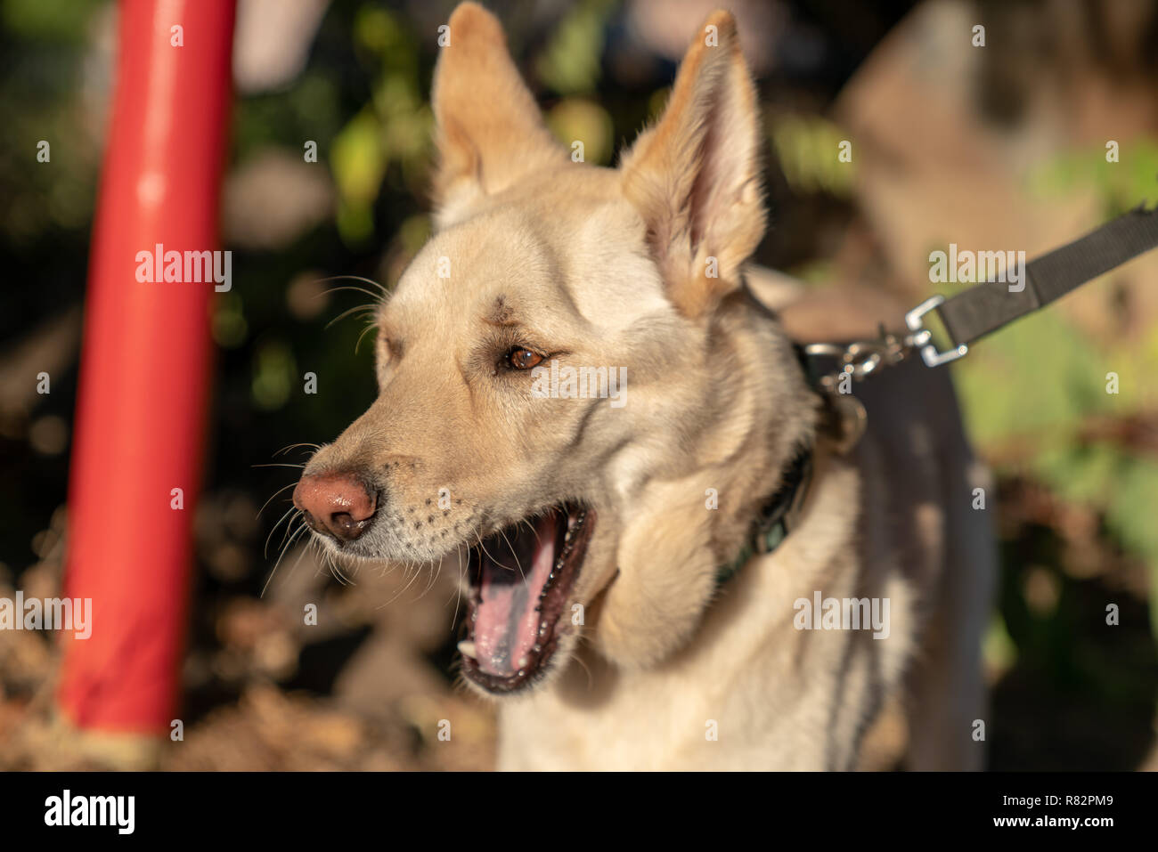 Dog defecating hi-res stock photography and images - Alamy