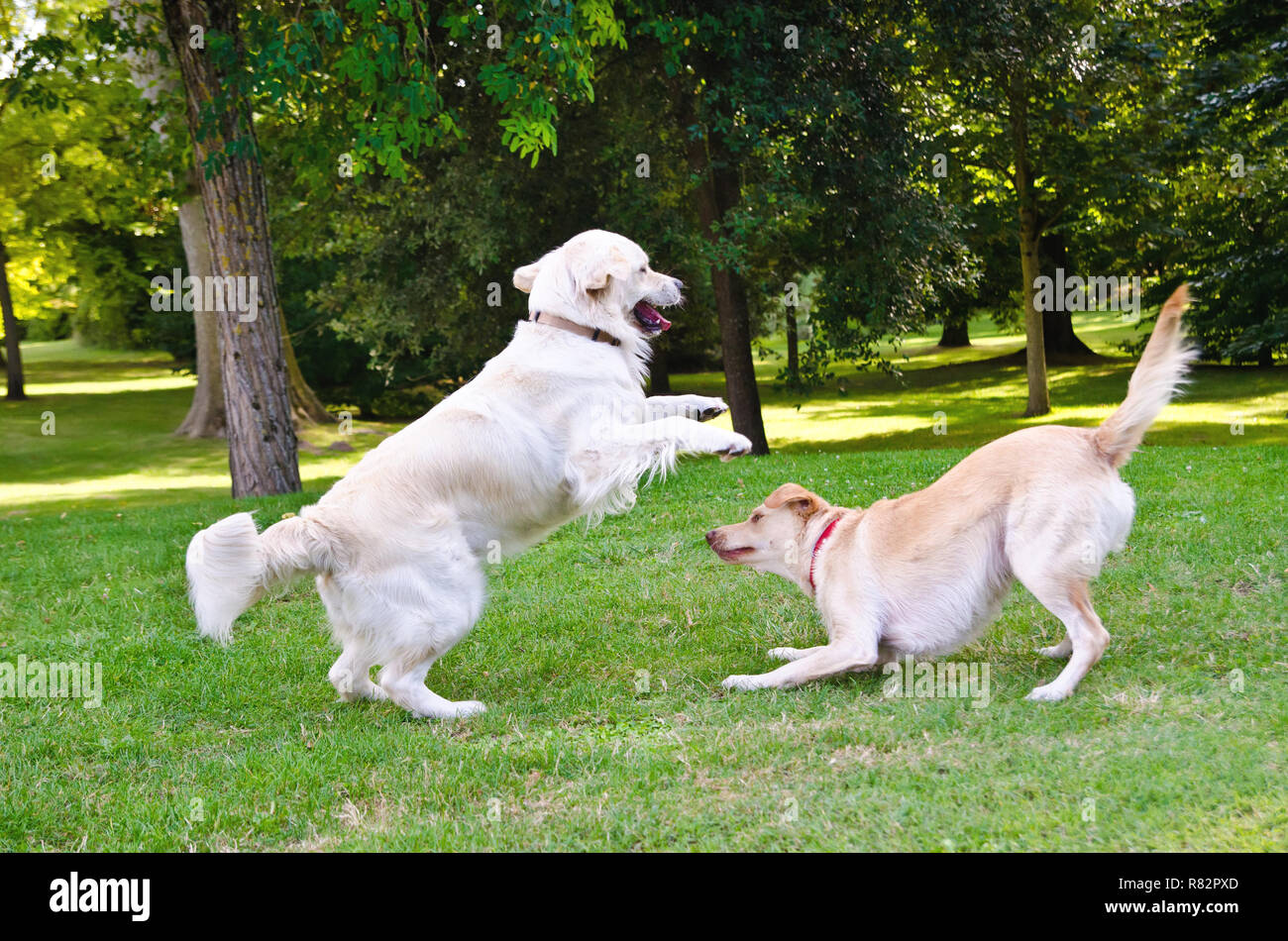 Happy cute puppy hi-res stock photography and images - Alamy