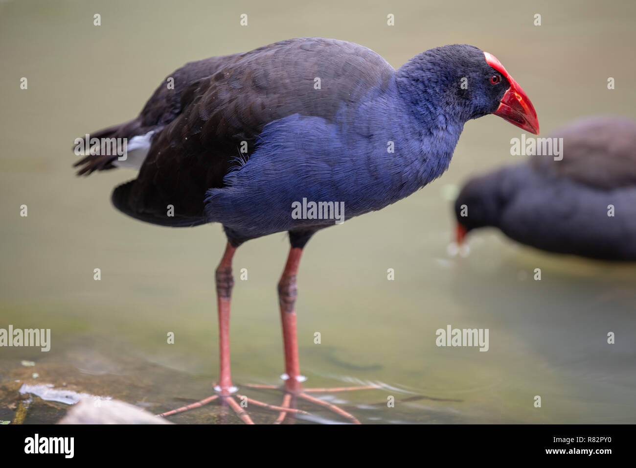 White swamphen hi-res stock photography and images - Alamy