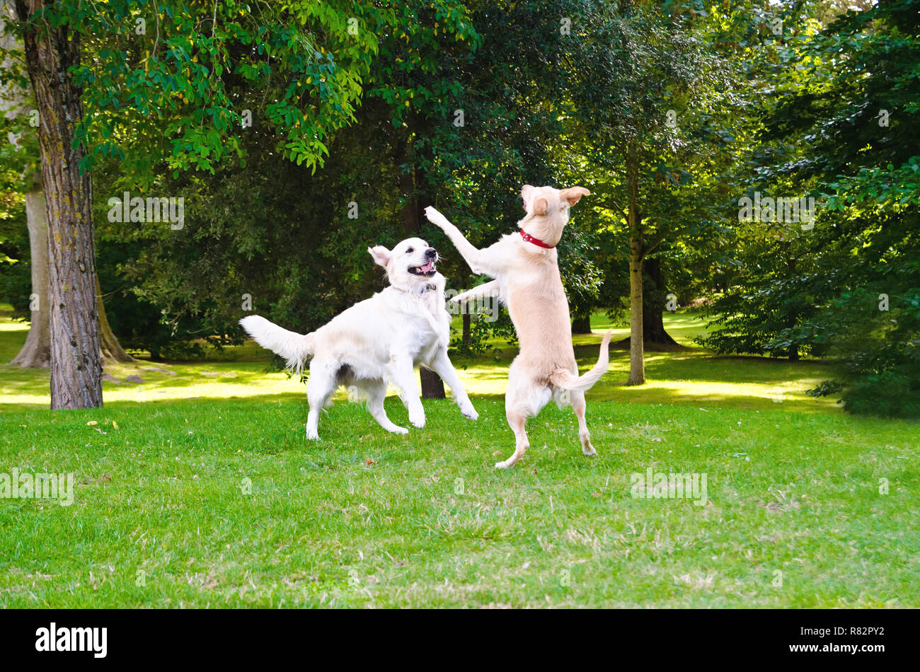 two dogs playing on a green grass outdoors Stock Photo - Alamy