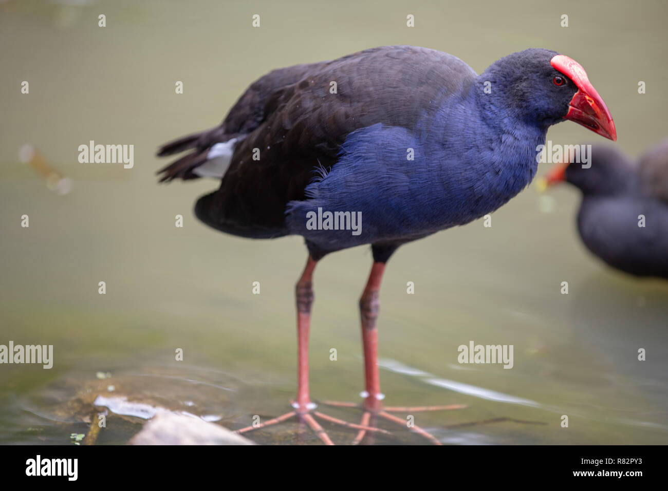 White swamphen hi-res stock photography and images - Alamy