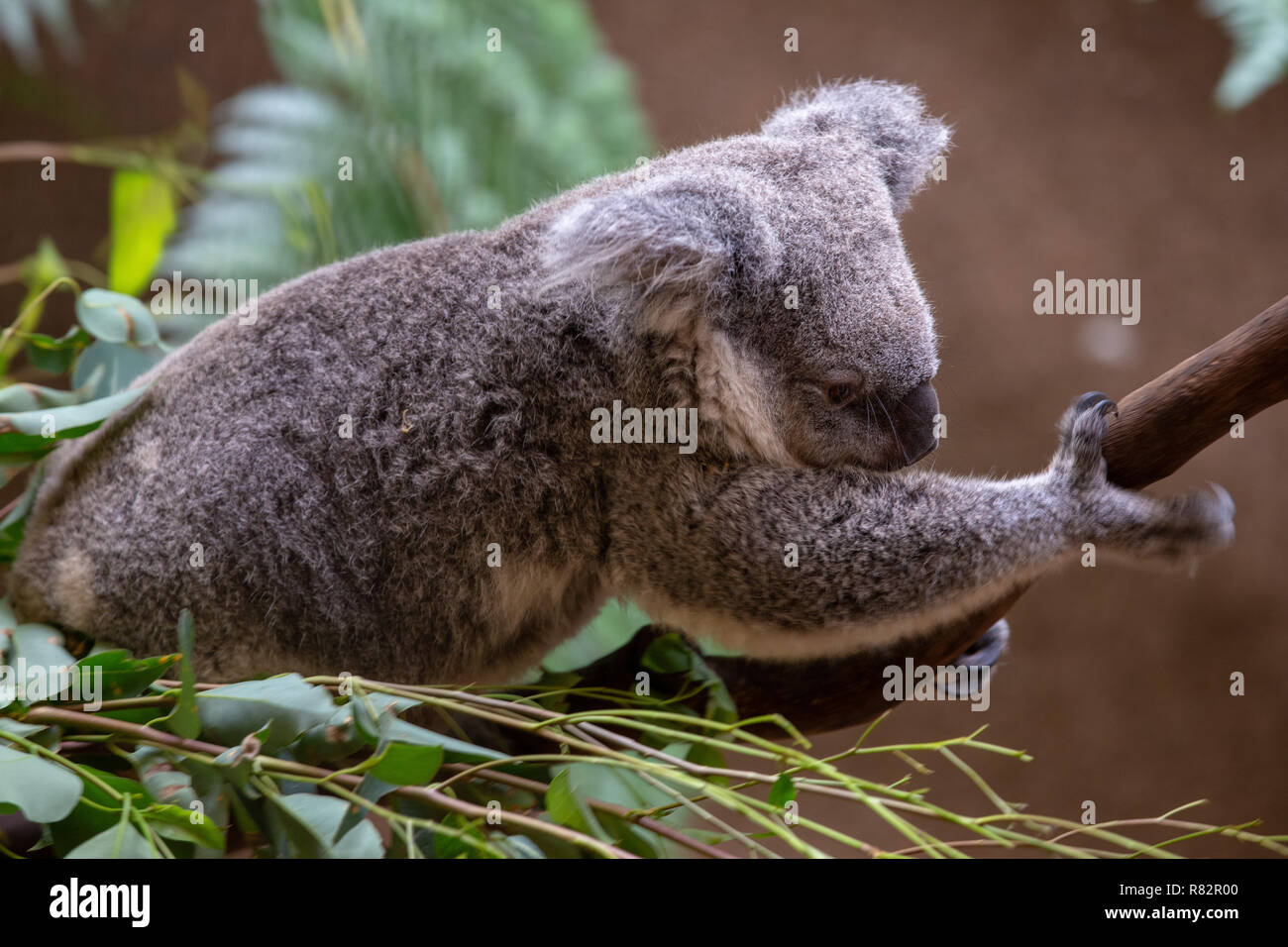 Grey Australian Koala Stock Photo - Alamy