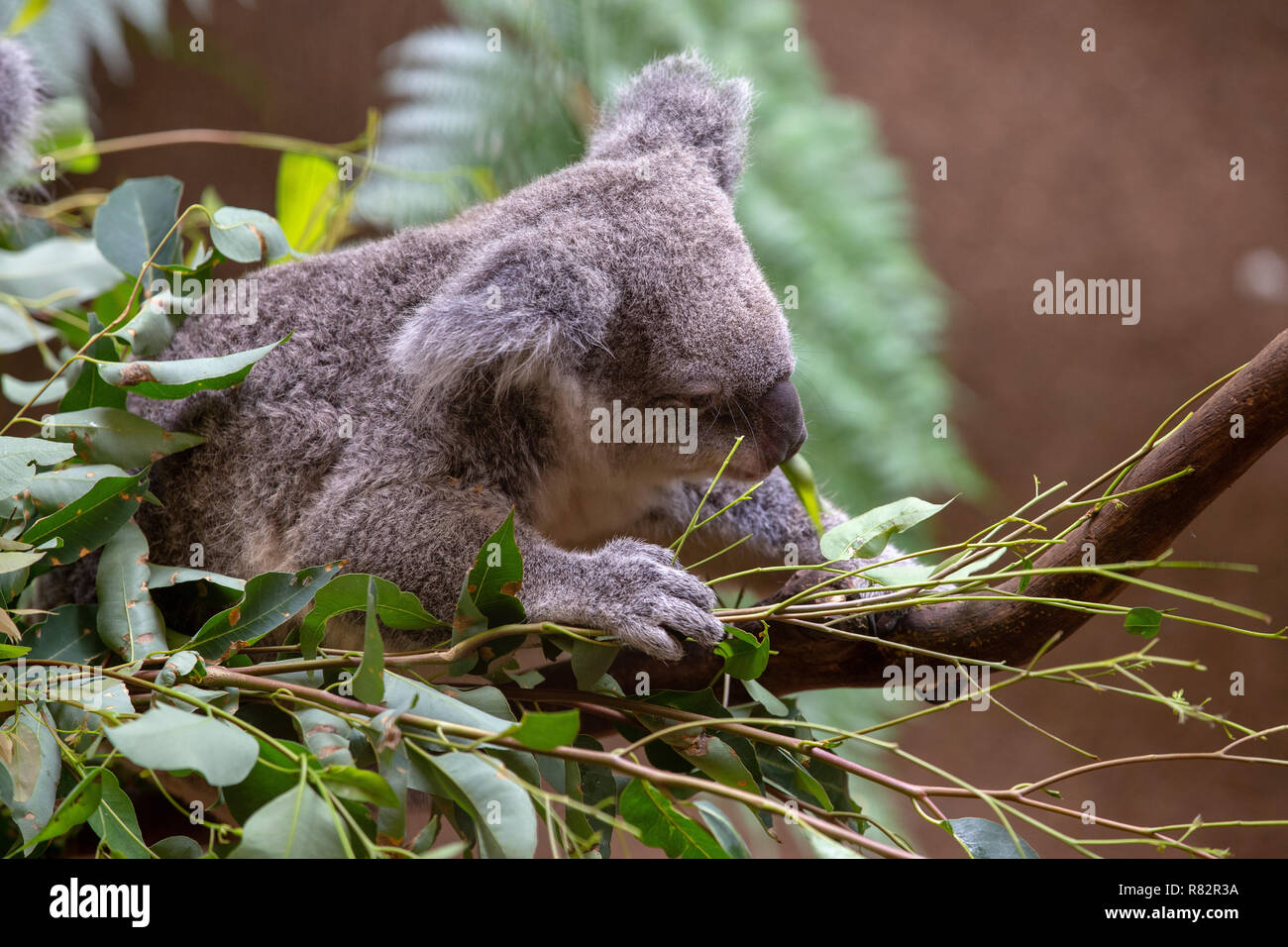 Grey Australian Koala Stock Photo - Alamy
