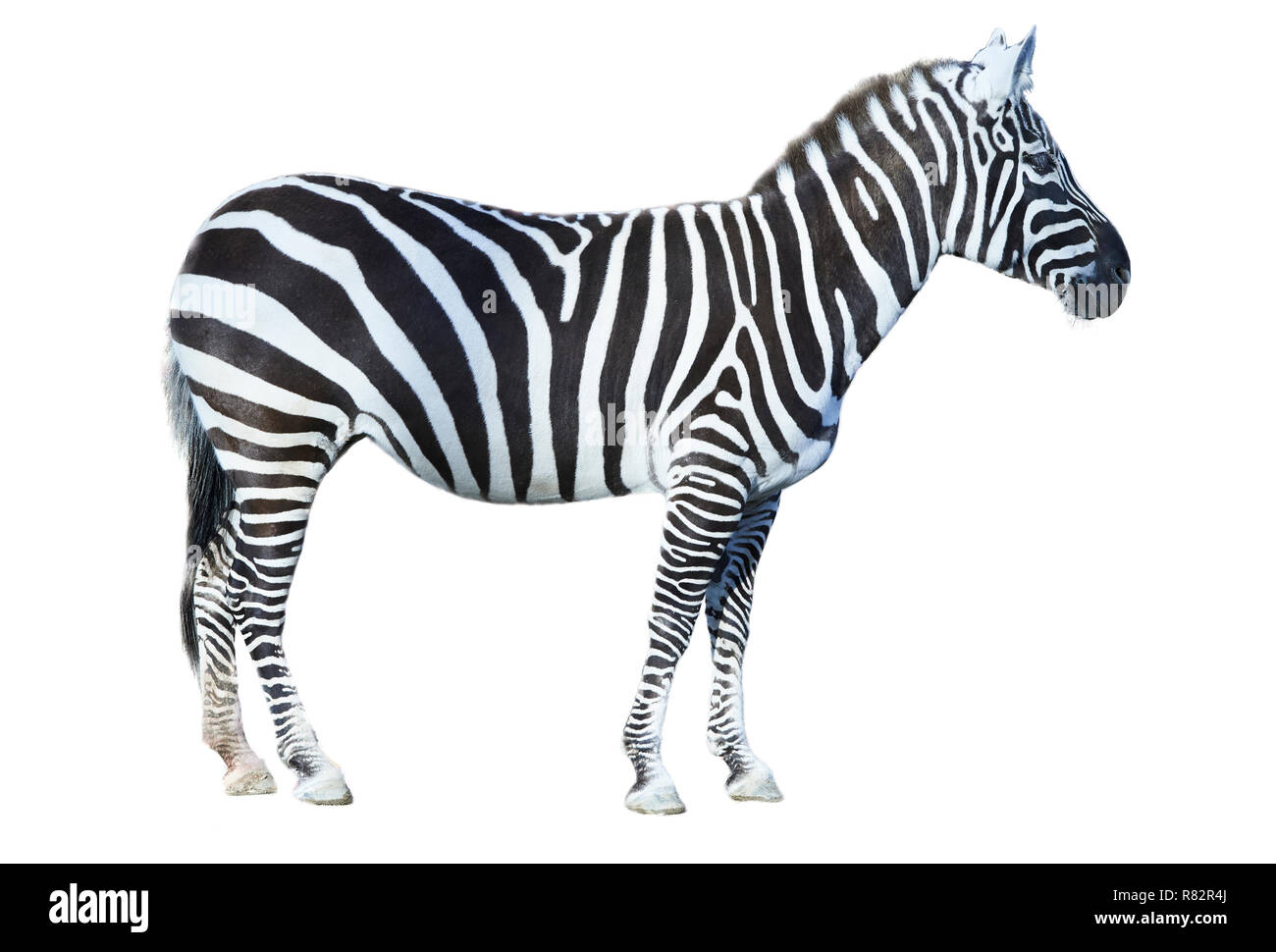 Zebra standing side view isolated on white background Stock Photo - Alamy