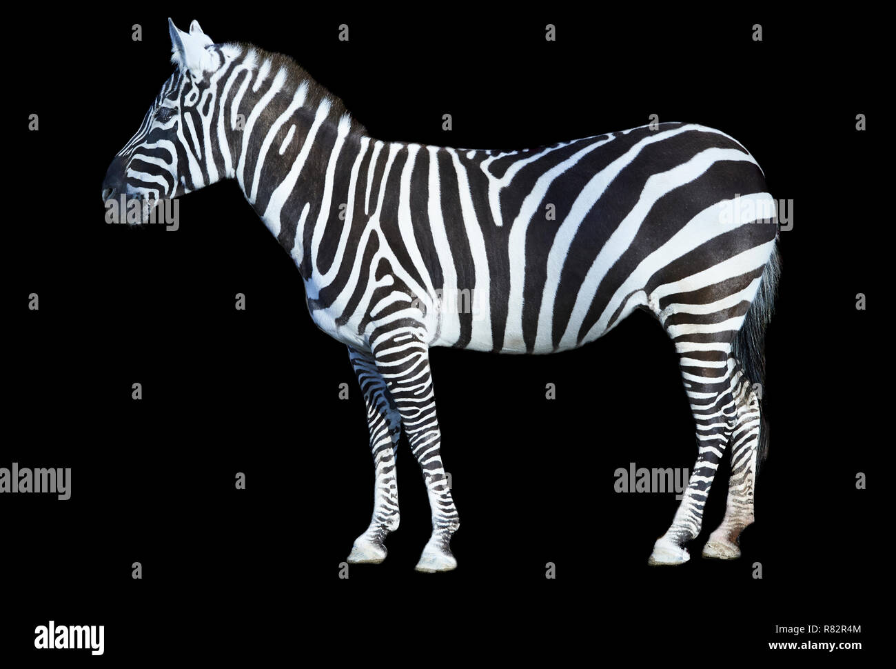 Zebra female standing side view isolated on black background Stock ...