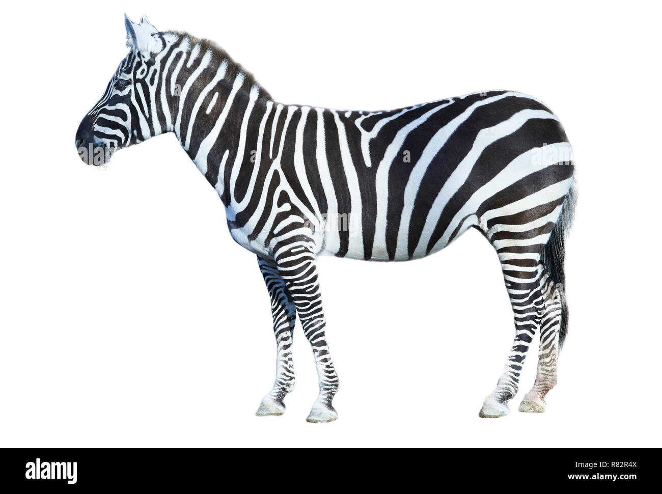 Zebra standing side view isolated on white background Stock Photo - Alamy Zebra standing side view isolated on white background Stock Photo - Alamy