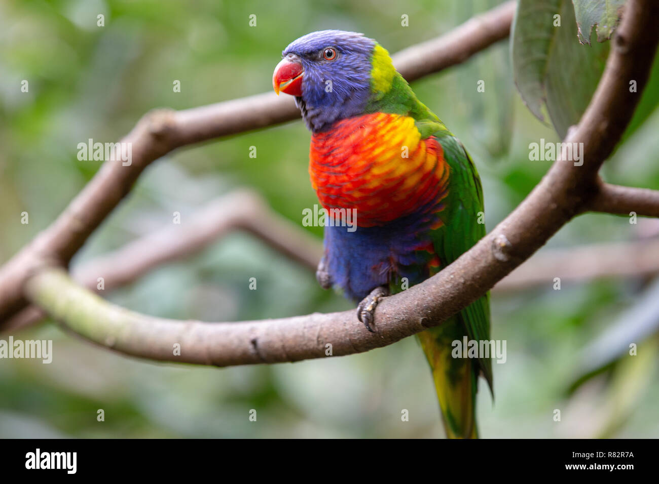 Four colored Parakeet Stock Photo - Alamy