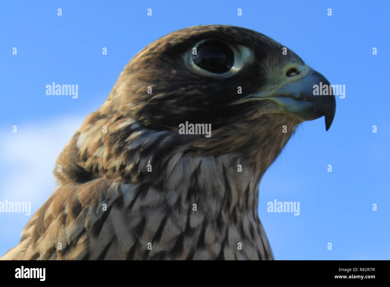 gyr saker hybrid falcon Stock Photo - Alamy